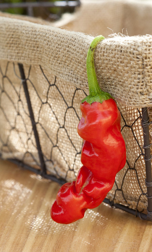 Peter Chili Willy Heirloom Pepper Premium Seed Packet · Sherwood's ...